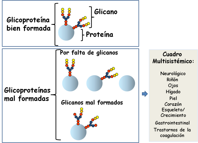 de las glicoproteínas
